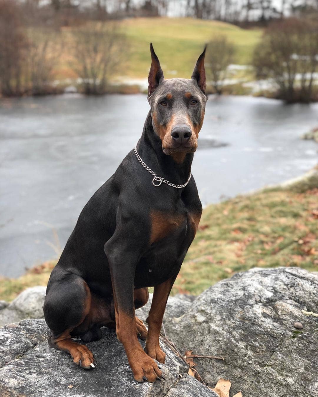 How Much Do You Know About Dobermans? - PetPress