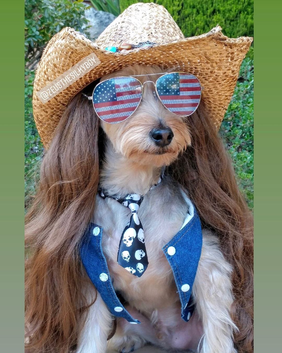 20+ Coolest Dogs You Have Ever Seen - PetPress