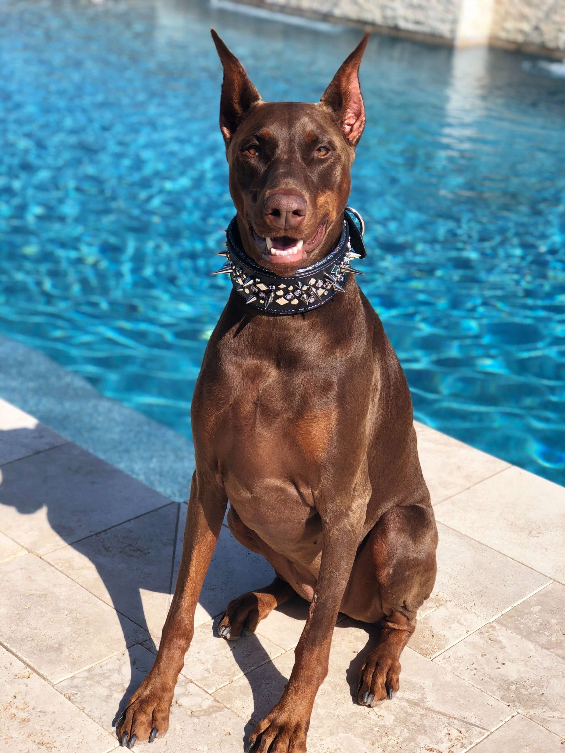 How Much Do You Know About Dobermans? - PetPress