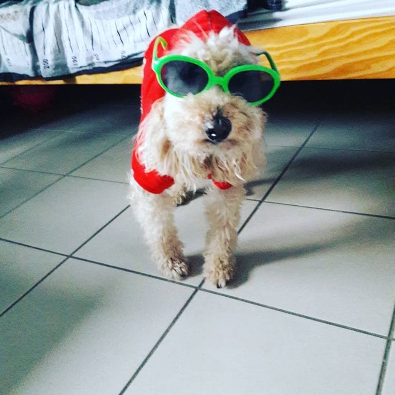 20+ Coolest Dogs You Have Ever Seen - PetPress