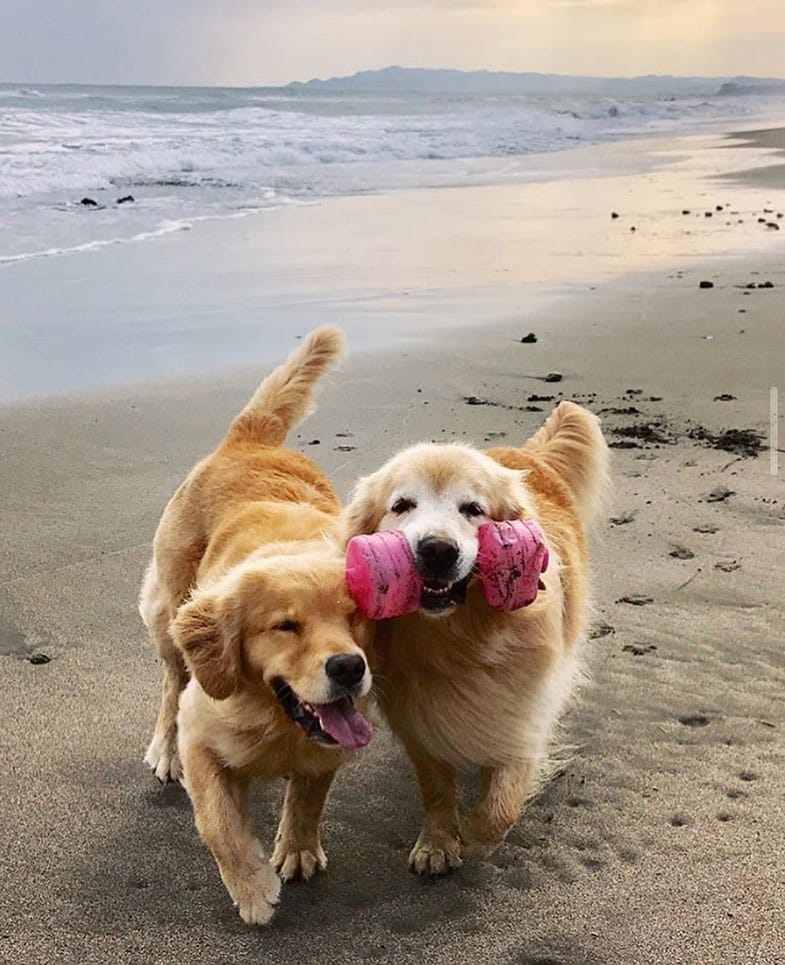 Do you know the 20 most popular dog breeds of 2020 - PetPress