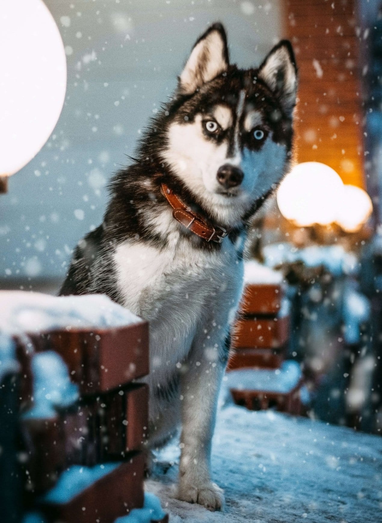 How Much Do you know about Huskies? - PetPress