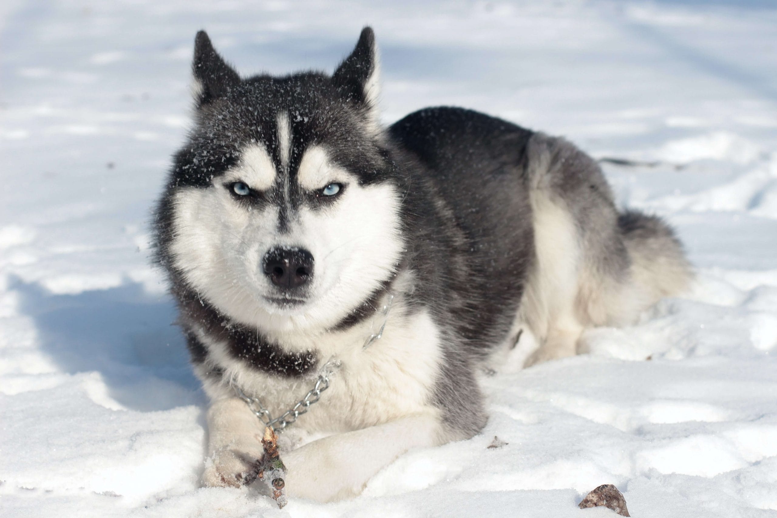 How Much Do you know about Huskies? - PetPress