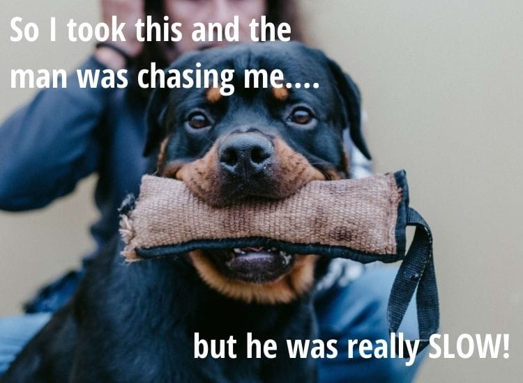 Top 10 Hilarious Rottweiler Memes From The Internet!