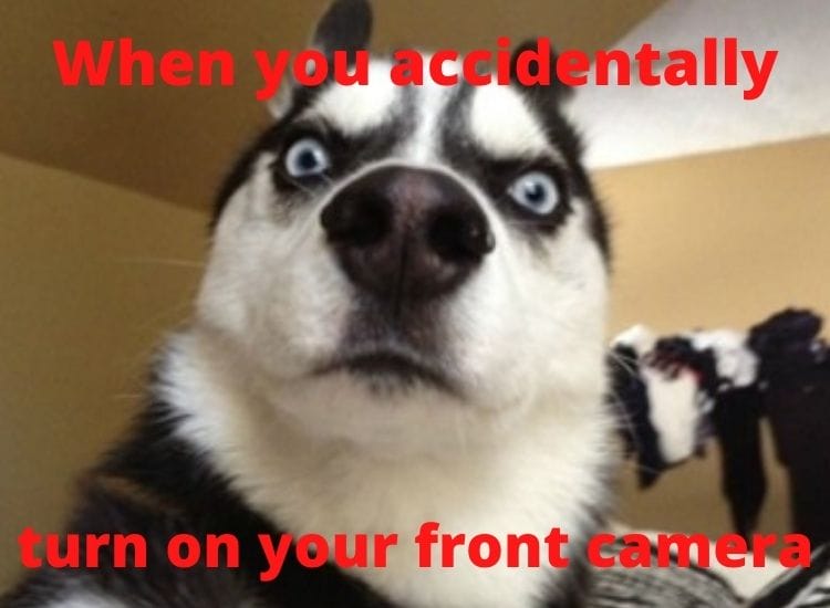 Top 10 Funny and Cute Husky Memes For A Big Laugh!