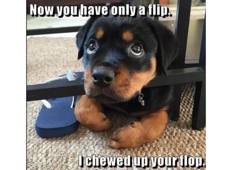 Top 10 Hilarious Rottweiler Memes From The Internet!