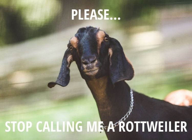 Top 10 Hilarious Rottweiler Memes From The Internet!