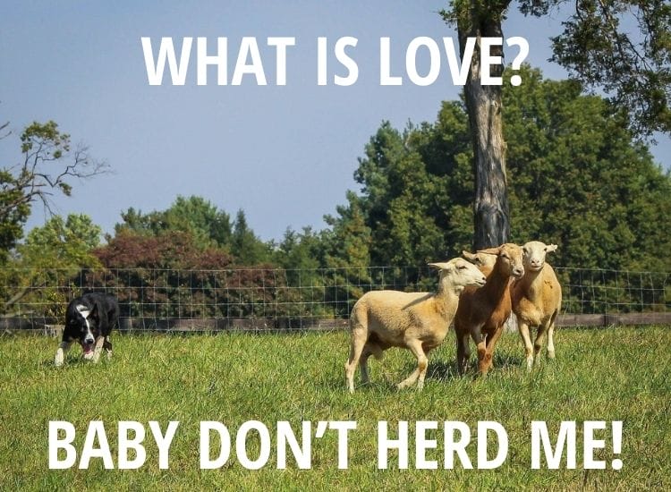 10 Humorous Border Collie Memes That Gives A Good Laugh!