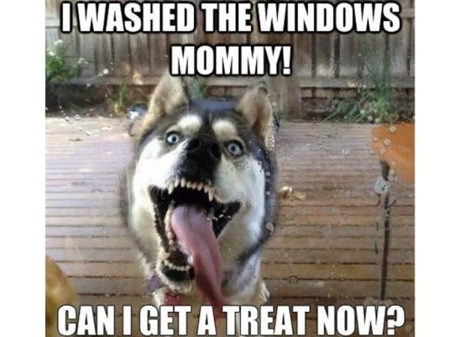 Top 10 Funny And Cute Husky Memes For A Big Laugh