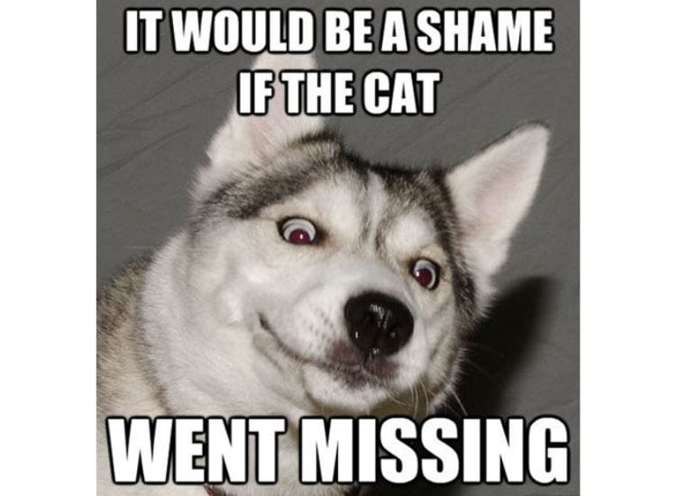 Top 10 Funny and Cute Husky Memes For A Big Laugh!