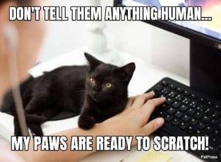 Top 15 Black Cat Memes That Are Terrifyingly Funny!