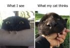 Top 15 Black Cat Memes That Are Terrifyingly Funny!