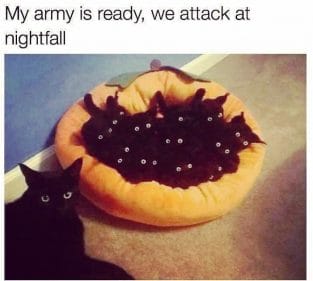 Top 15 Black Cat Memes That Are Terrifyingly Funny!