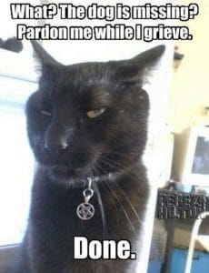 Top 15 Black Cat Memes That Are Terrifyingly Funny!