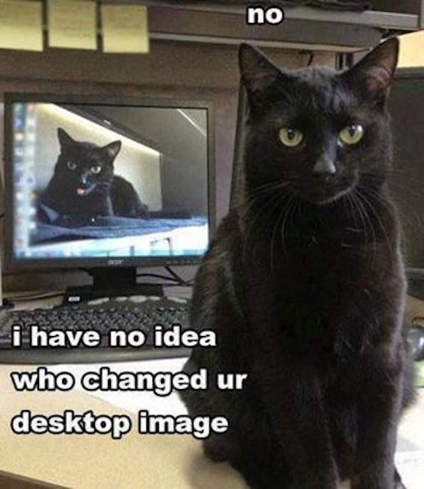 Top 15 Black Cat Memes That Are Terrifyingly Funny!