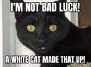 Top 15 Black Cat Memes That Are Terrifyingly Funny!