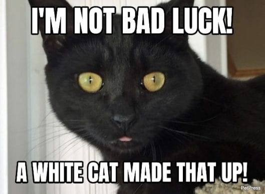 Top 15 Black Cat Memes That Are Terrifyingly Funny