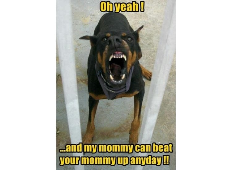 Top 10 Dobermann Memes That Are Funny As Ever! - PetPress