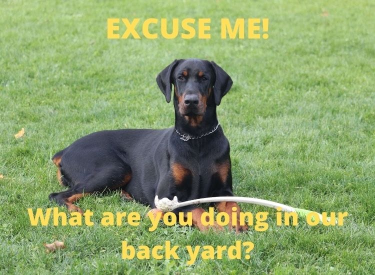 Top 10 Dobermann Memes That Are Funny As Ever! - PetPress
