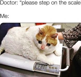 Top 10+ Funniest Fat Cat Memes on the Internet | PetPress