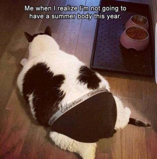 Top 10+ Funniest Fat Cat Memes on the Internet | PetPress