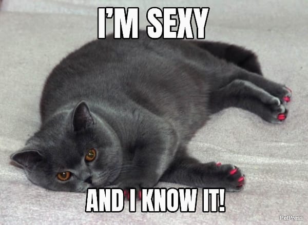 Top 10+ Funniest Fat Cat Memes on the Internet | PetPress