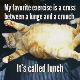 Top 10+ Funniest Fat Cat Memes on the Internet | PetPress