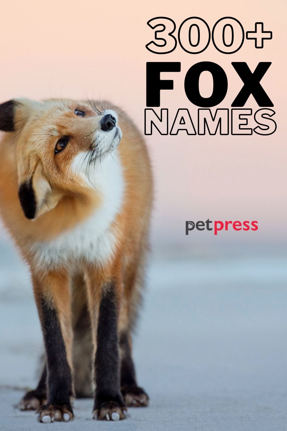 300+ Fox Names [with Video] | Cute, Funny, Cool Names for a Pet Fox