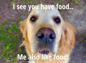 Top 10 Golden Retriever Memes To Make You Laugh! - PetPress