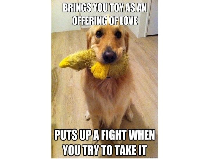 Top 10 Golden Retriever Memes To Make You Laugh! - PetPress
