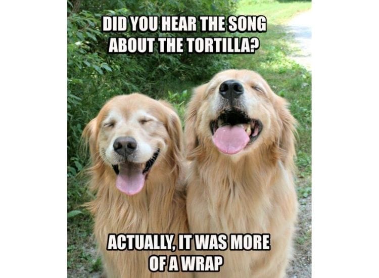 Top 10 Golden Retriever Memes To Make You Laugh! - Page 2 of 2 - PetPress