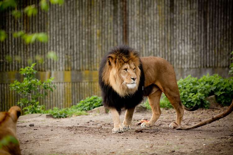 25+ Unique Lion Names For Naming A Lion - With Meanings