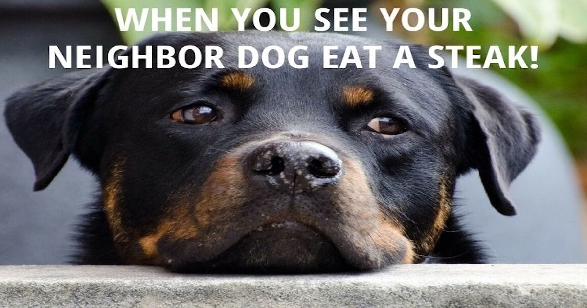The 14 Funniest Rottweiler Memes of the Day! - PetPress