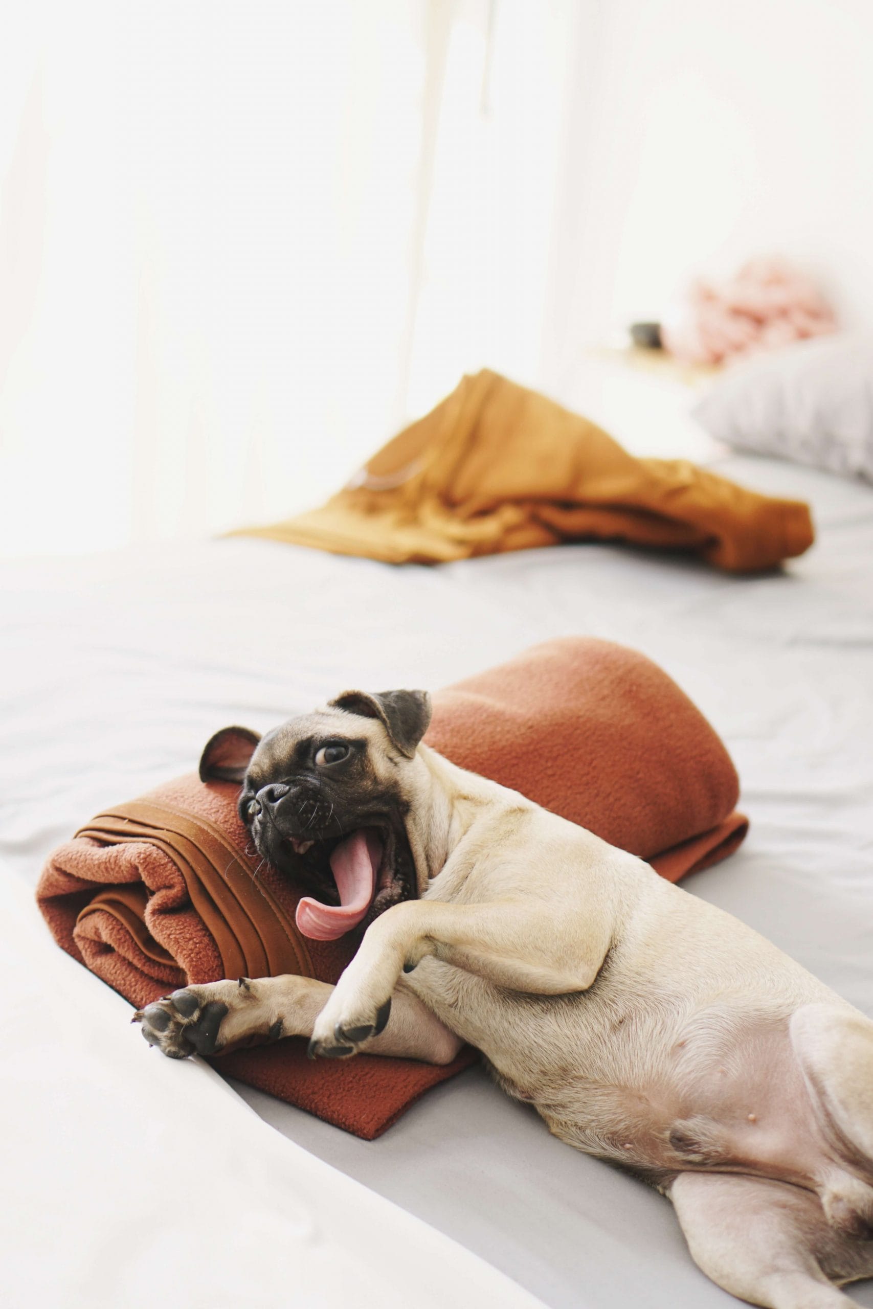 Free Dog Meme Generator | PetPress