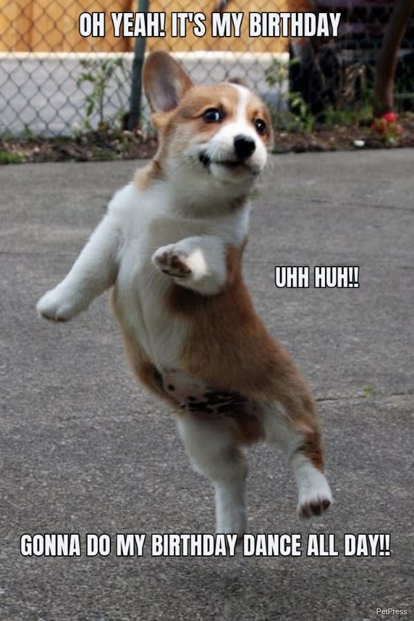 10+ Funny Dancing Dog Meme - PetPress