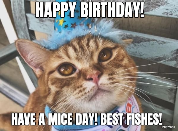 Top 15+ Cat Birthday Memes that are Ridiculously Funny!