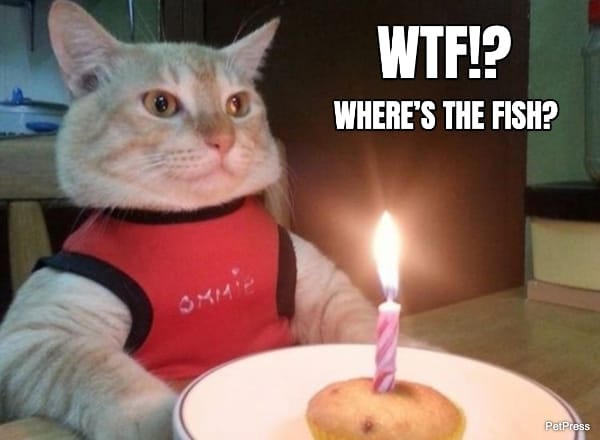 Top 15+ Cat Birthday Memes that are Ridiculously Funny!