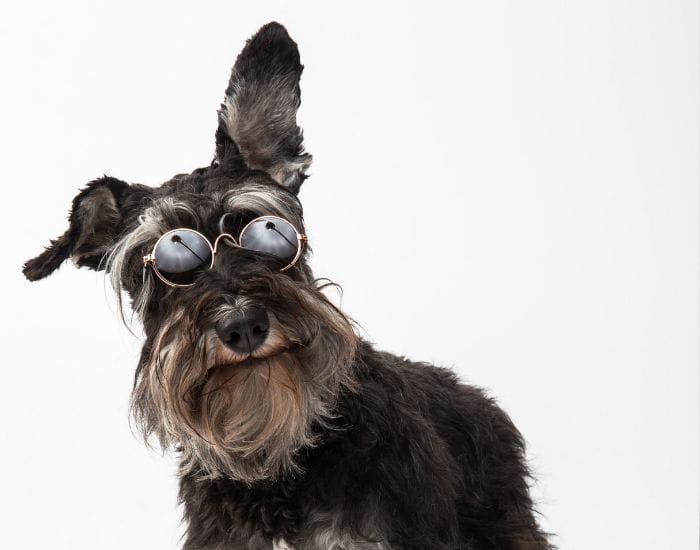 Free Dog Meme Generator | PetPress