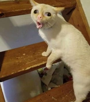 Story of the Coughing Cat: 10+ Funny Coughing Cat Images and Memes