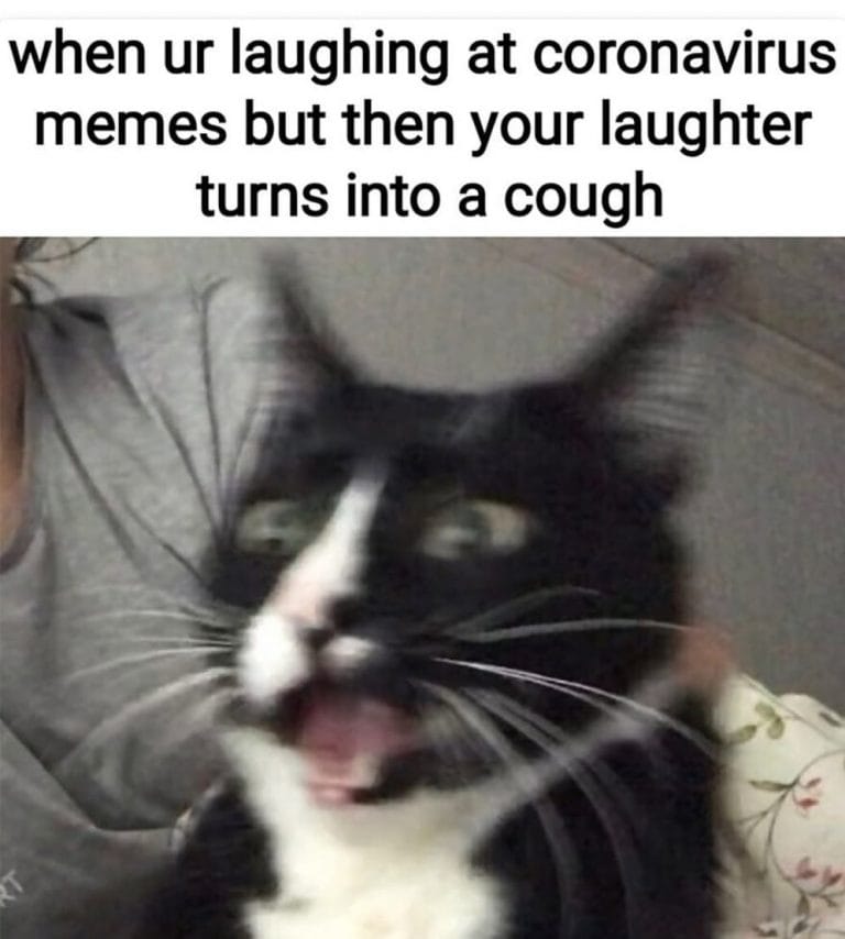 Story of the Coughing Cat: 10+ Funny Coughing Cat Images and Memes