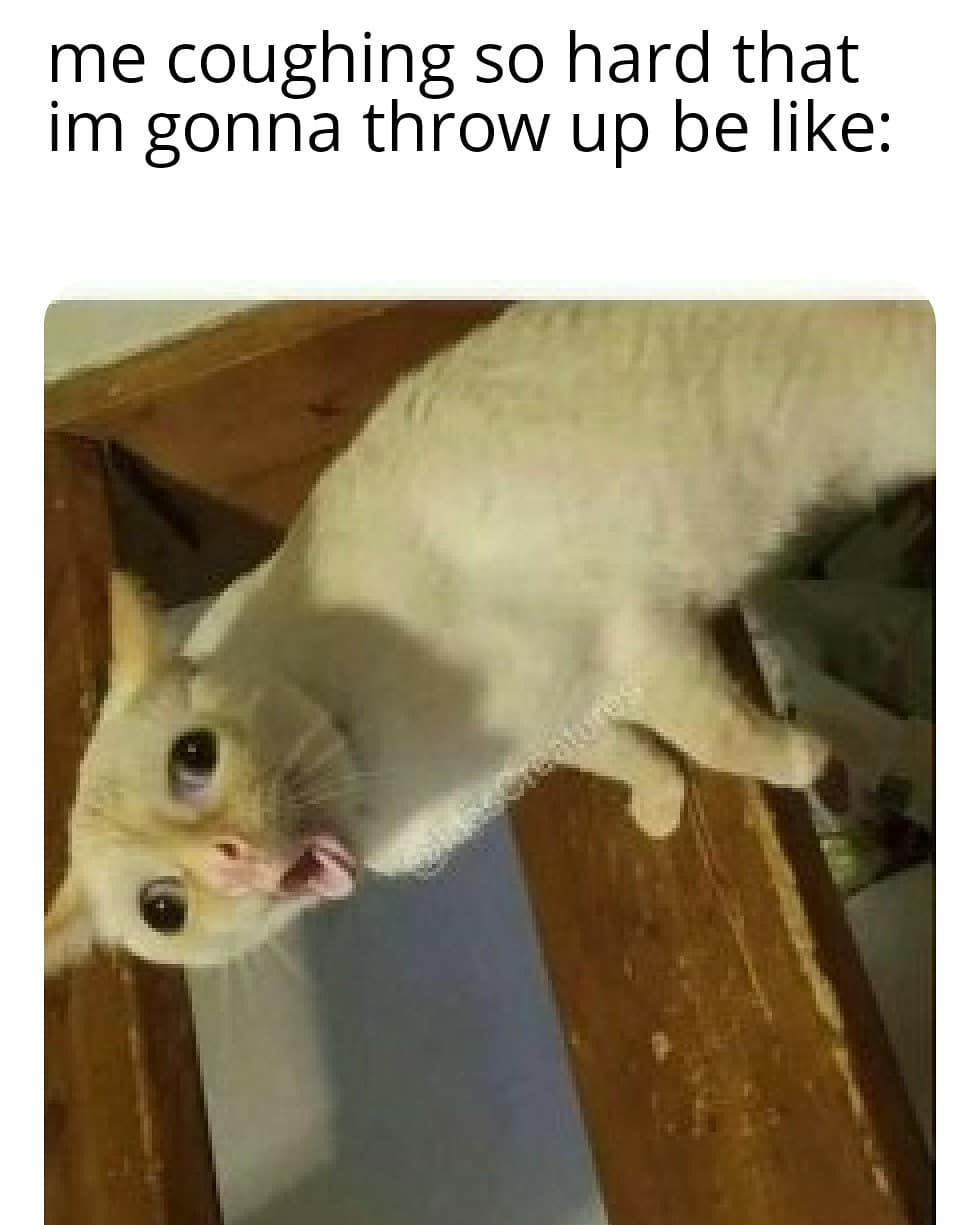 Story of the Coughing Cat: 10+ Funny Coughing Cat Images and Memes