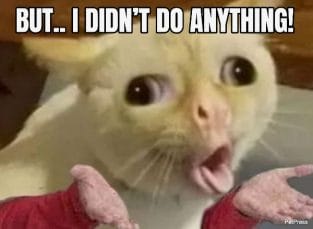 Story of the Coughing Cat: 10+ Funny Coughing Cat Images and Memes