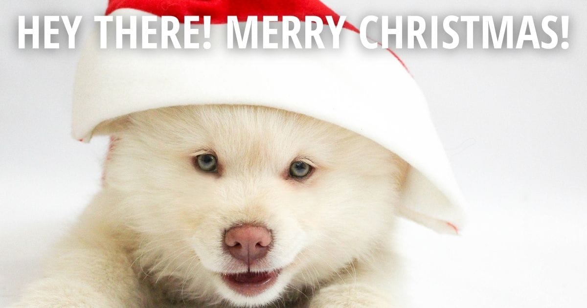20+ Best Christmas Dog Memes The Internet Has EVER Seen
