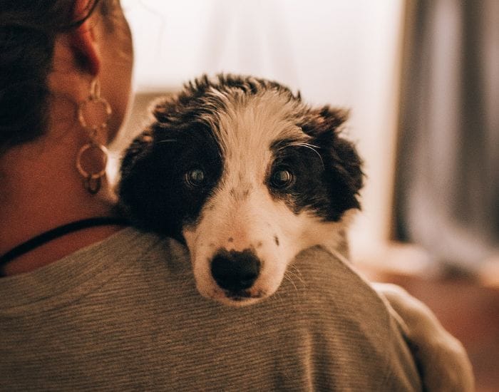 Free Dog Meme Generator | PetPress