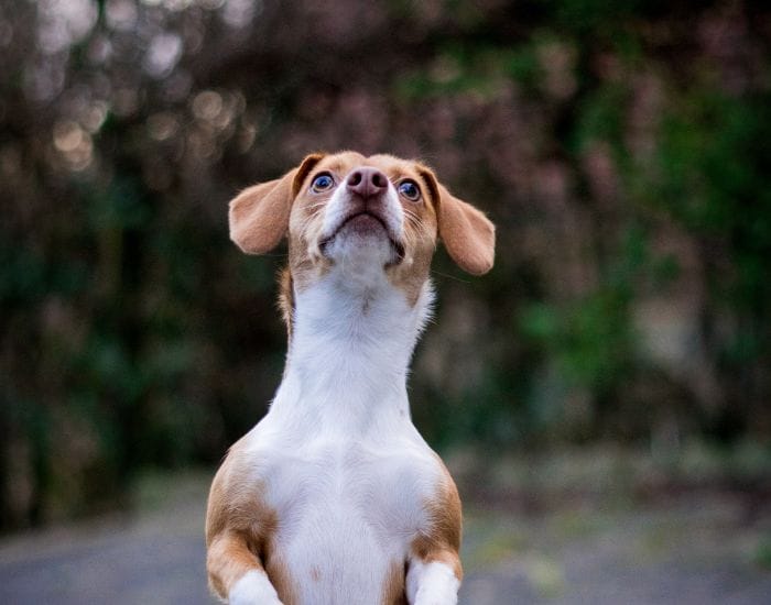 Free Dog Meme Generator | PetPress