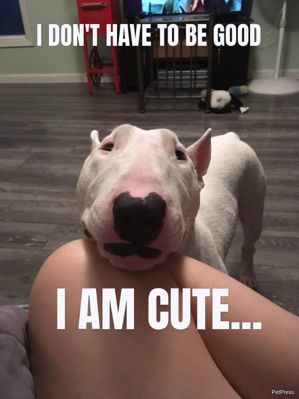 10+ Best Walter Dog Memes & Story Behind The Hilarious Nelson - PetPress