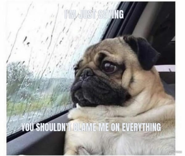 10+ Sad Dog Memes On The Internet - PetPress