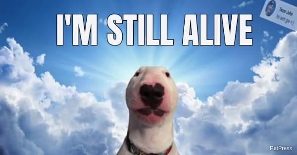10+ Best Walter Dog Memes & Story Behind The Hilarious Nelson - PetPress