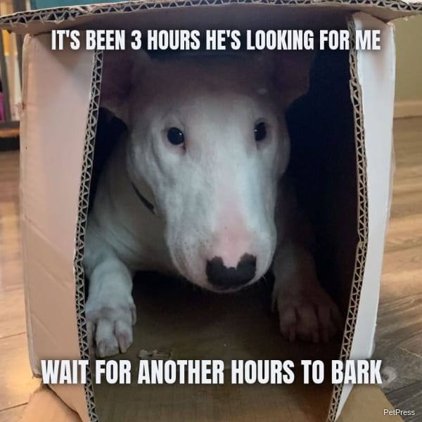 10+ Best Walter Dog Memes & Story Behind The Hilarious Nelson - PetPress