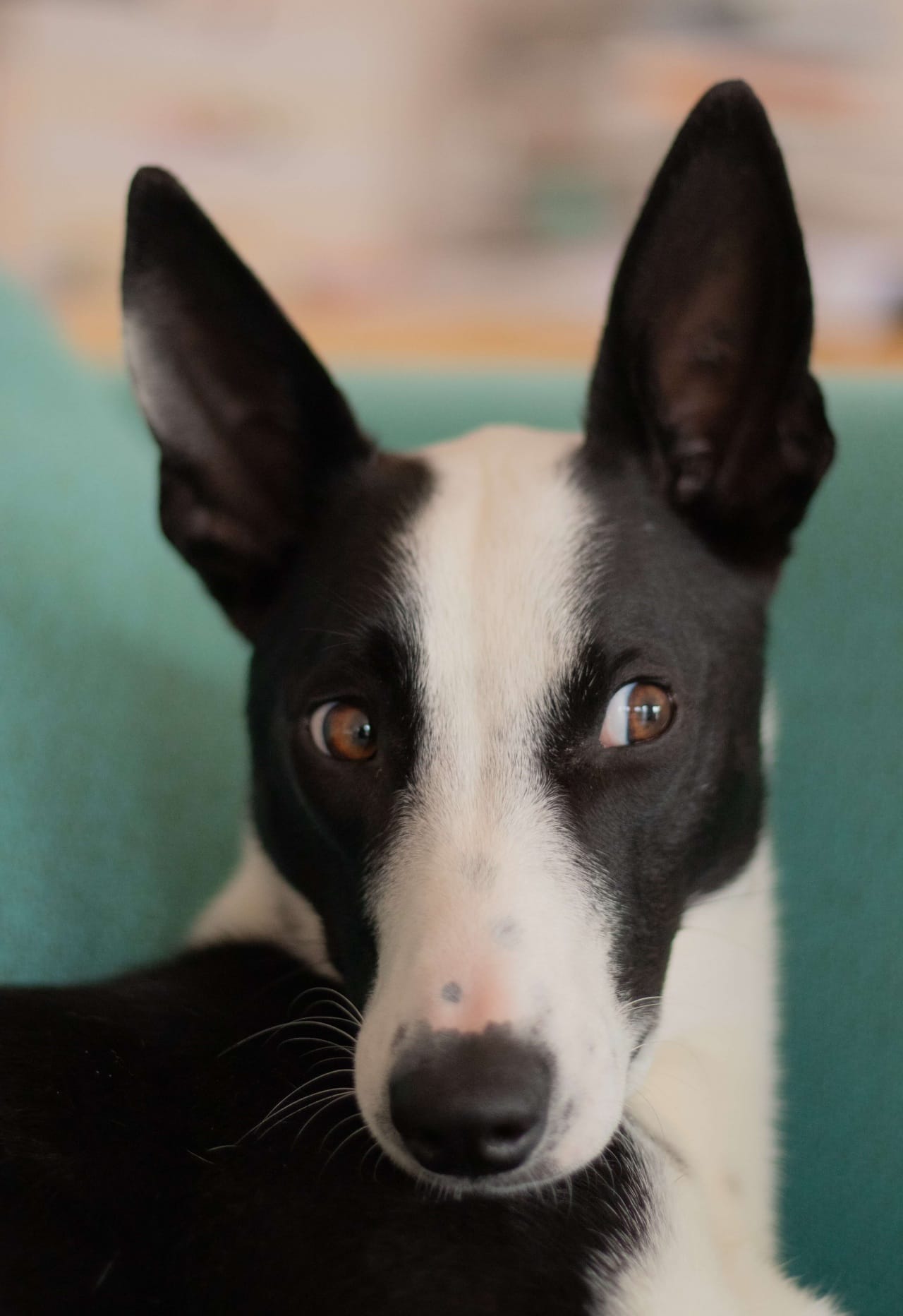 Free Dog Meme Generator | PetPress